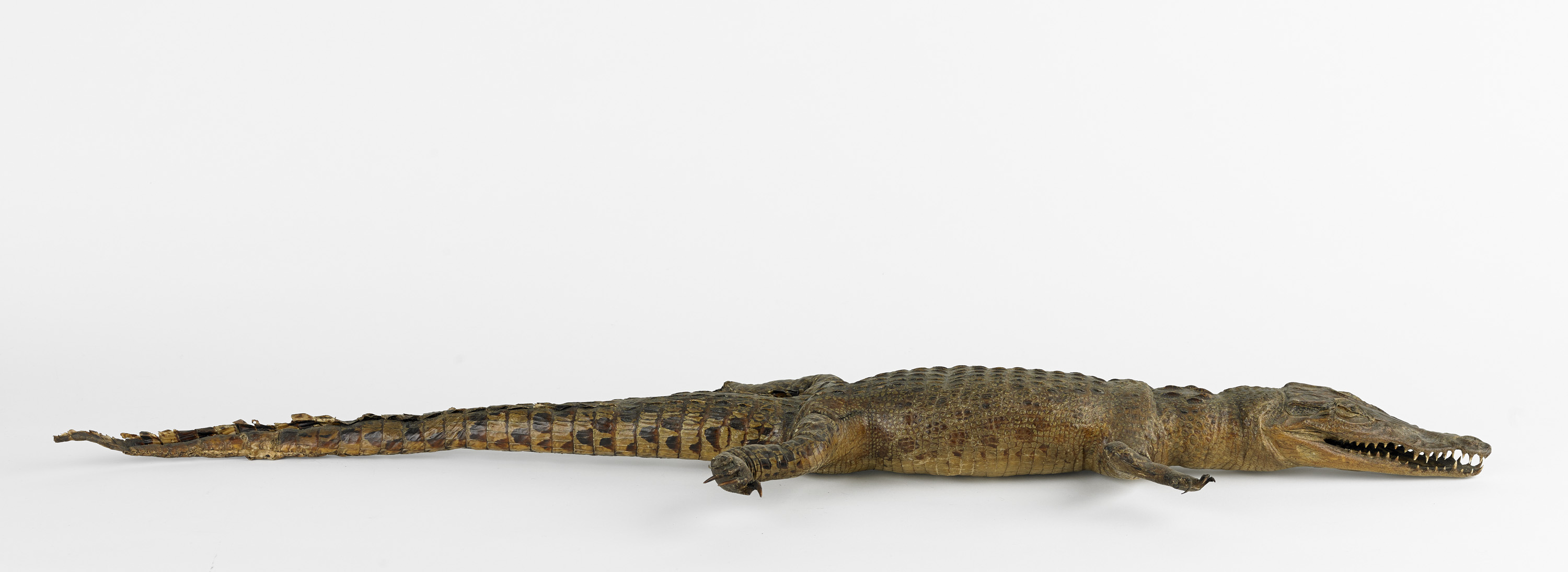 Krokodil — Zeeuws Museum EN